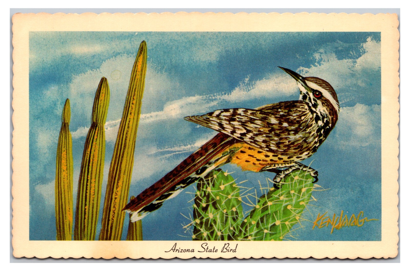 Vintage 1960s - Cactus Wren Arizona State Bird - Arizona Postcard ...