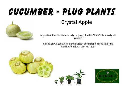 Cucumber Plug Plants - Crystal Apple, Gherkin, Marketmore, Femspot ...