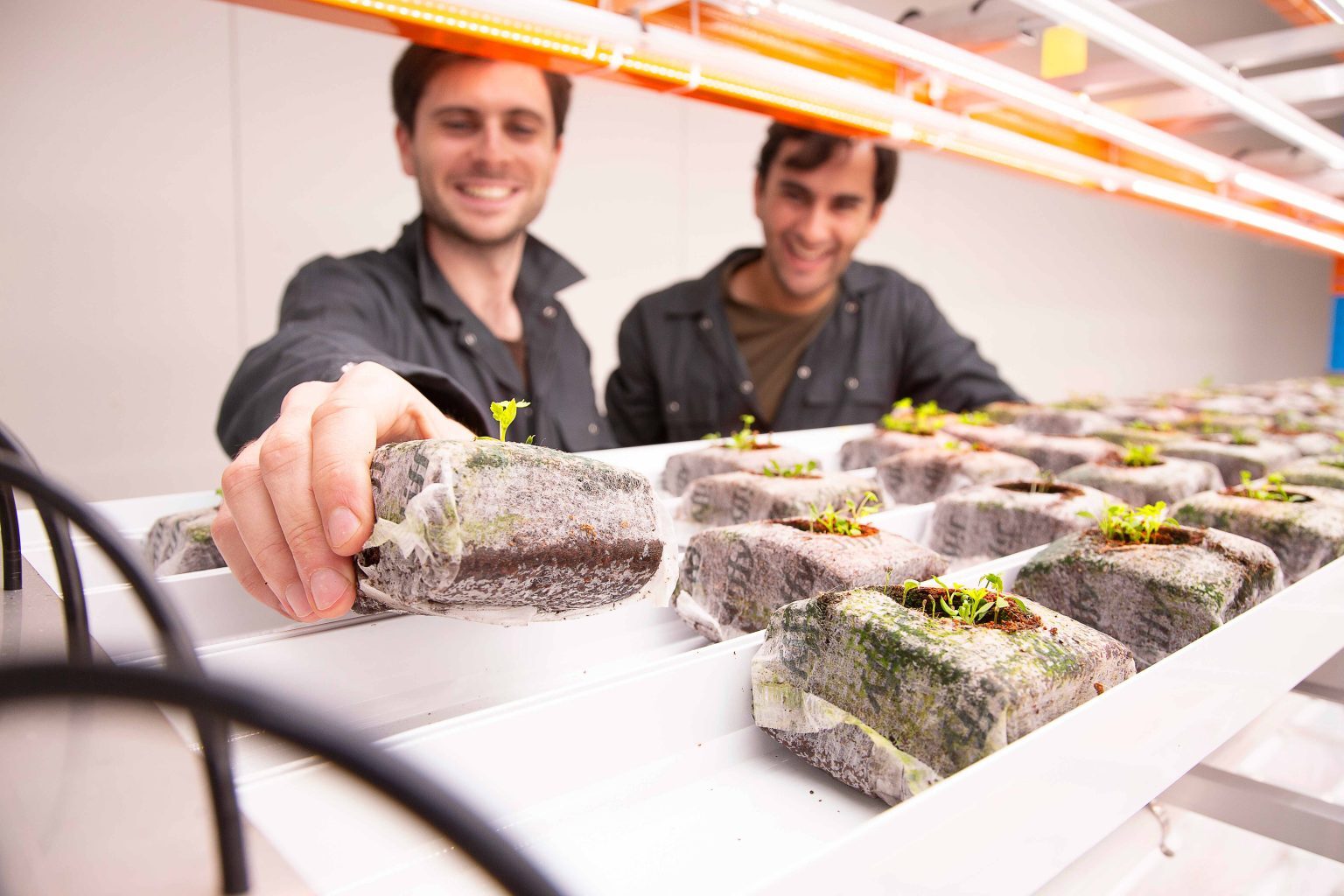 Jiffy Grow Blocks Coco Coir Cubes Hydroponic Growing Organic Hole Plug ...