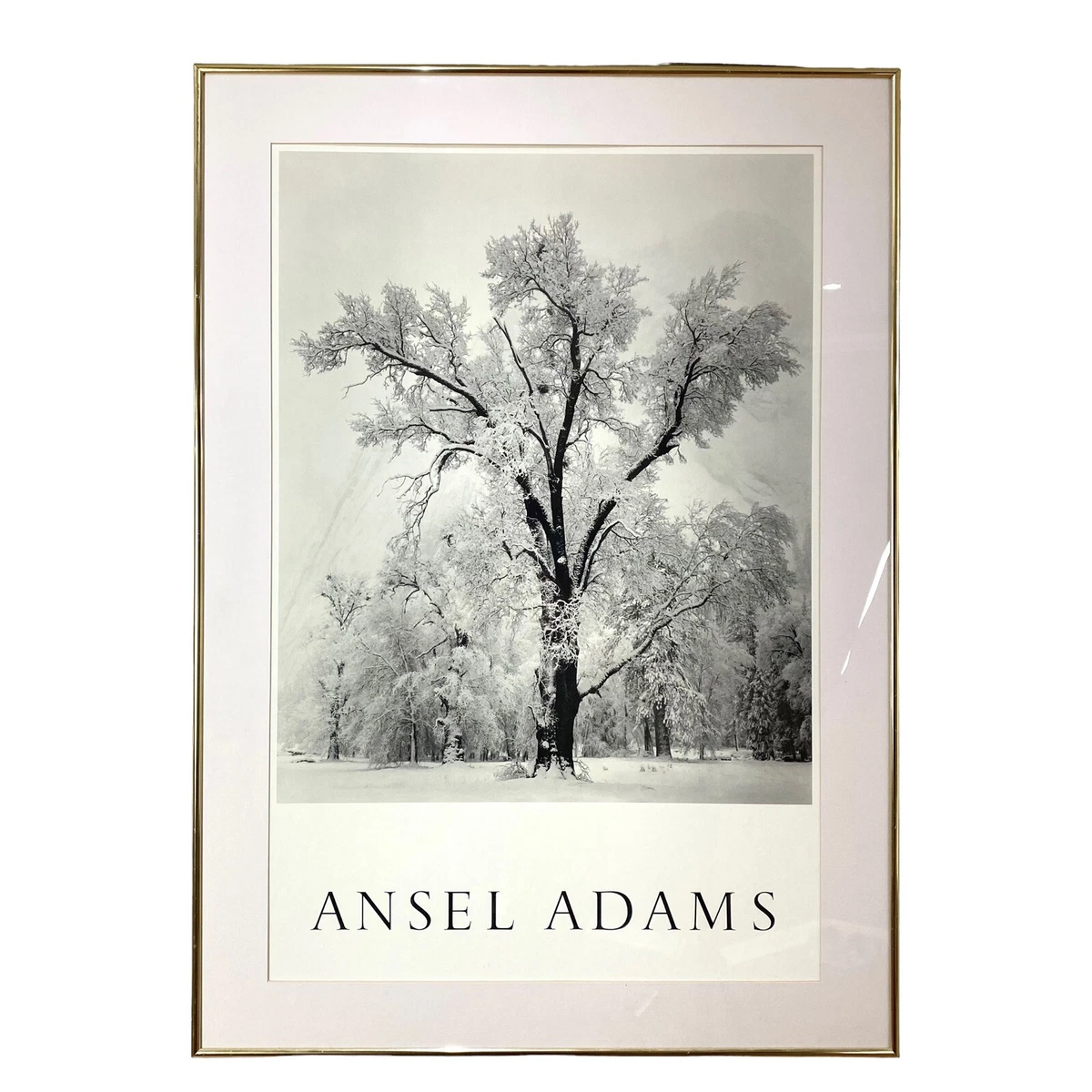 Ansel Adams Photography Winter Trees