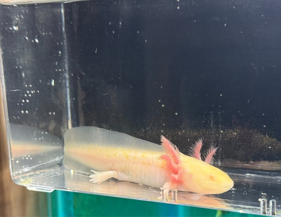 Melanoid-Albino Axolotl Live-Fish | eBay