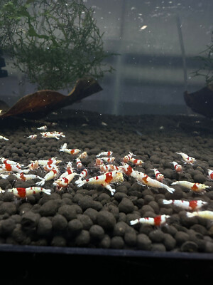 Pure Red Line Shrimp Caridina Shrimp 10+ with Real Stock Video FREE ...