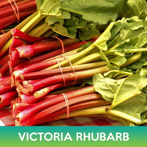 Victoria Rhubarb Seeds | eBay