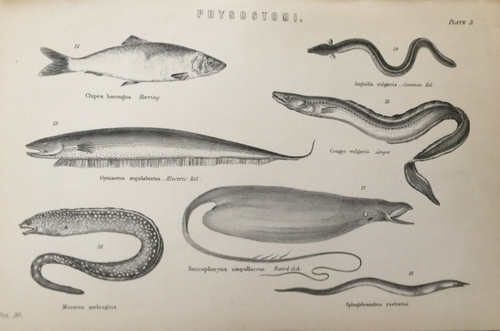 Antique Electric Eel Print Herring Conger Barrel Fish C1870's Engraving ...