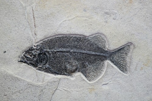 Nice Fossil Fish 6.3" Phareodus testis Green River Formation Wyoming ...