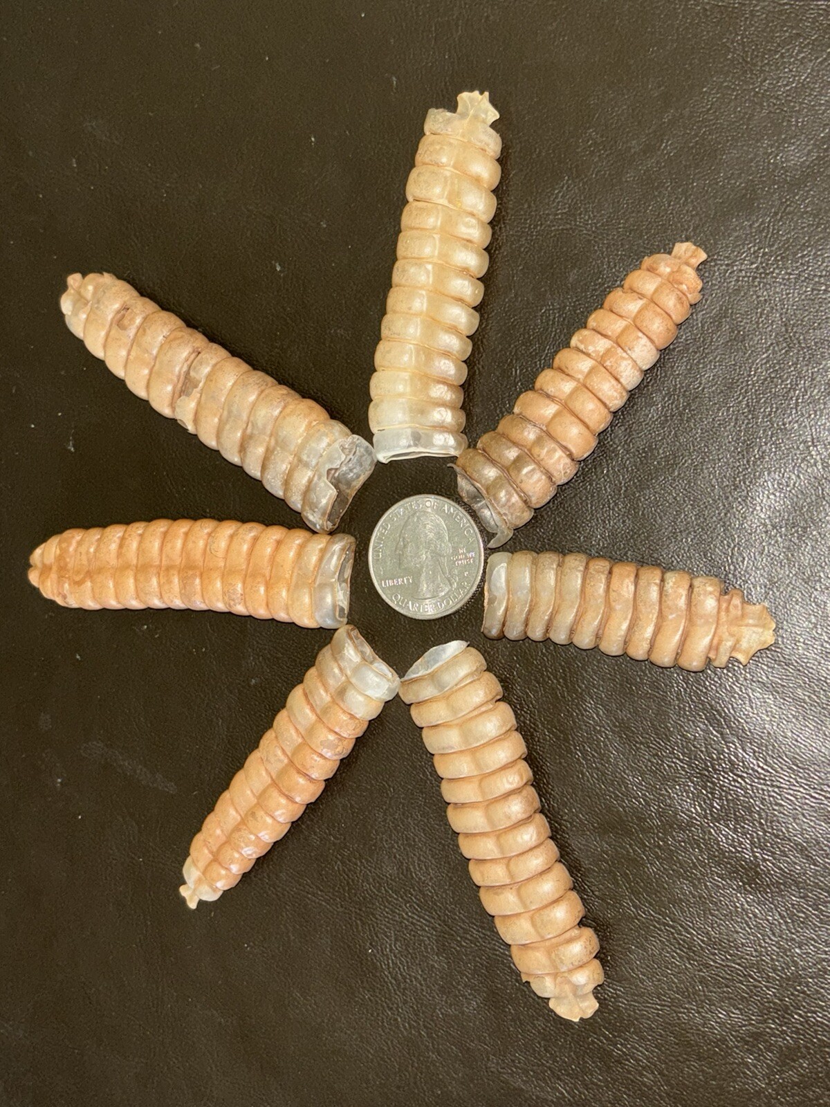 Rattlesnake Rattles Craft Taxidermy | eBay