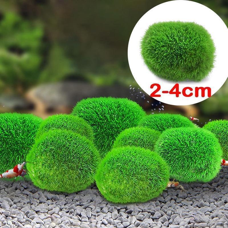 Marimo Moss Ball Cladophora Aquarium Plant Fish Aquarium Decoration Algae | eBay