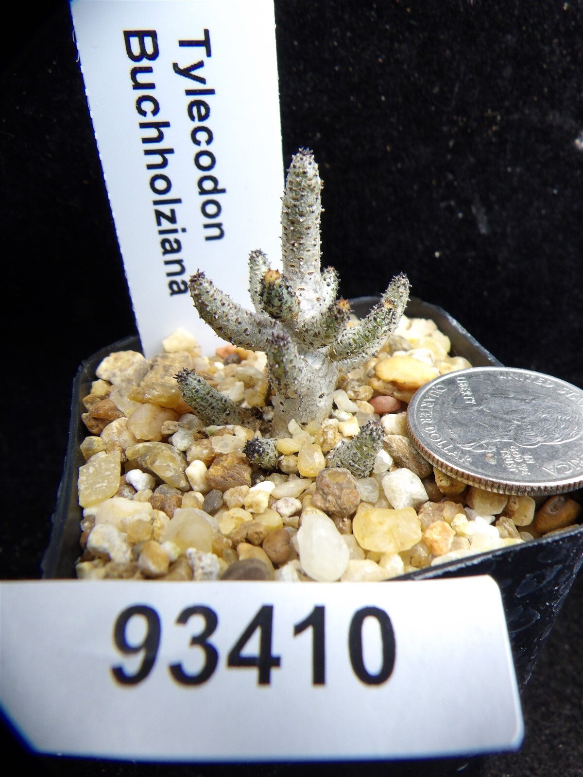 Tylecodon Buchholziana Unusual Live Succulent Cactus Cacti Plant 93410 ...