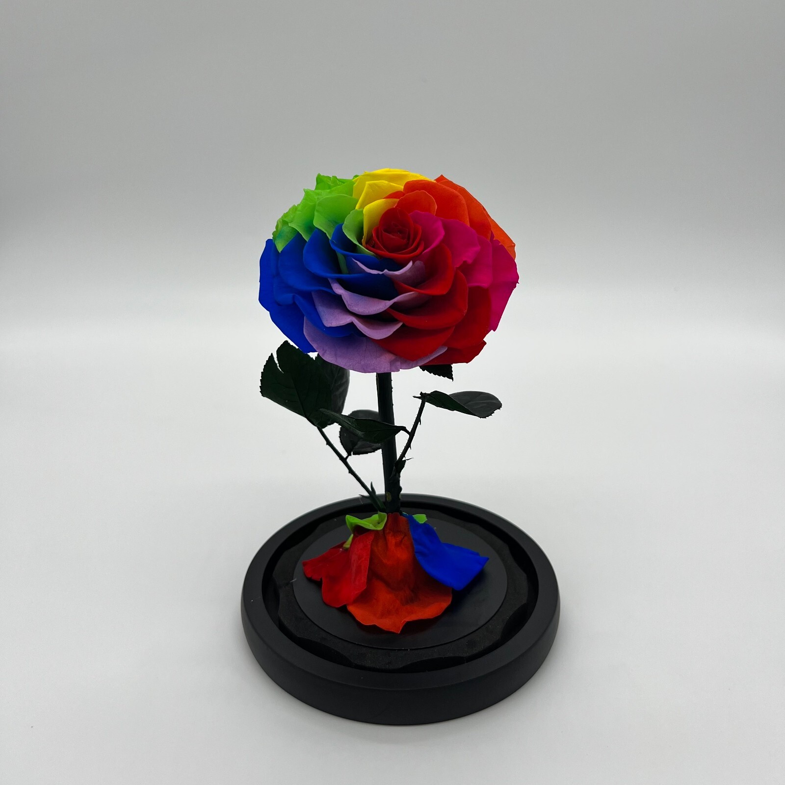 Real Rainbow Rose Garden