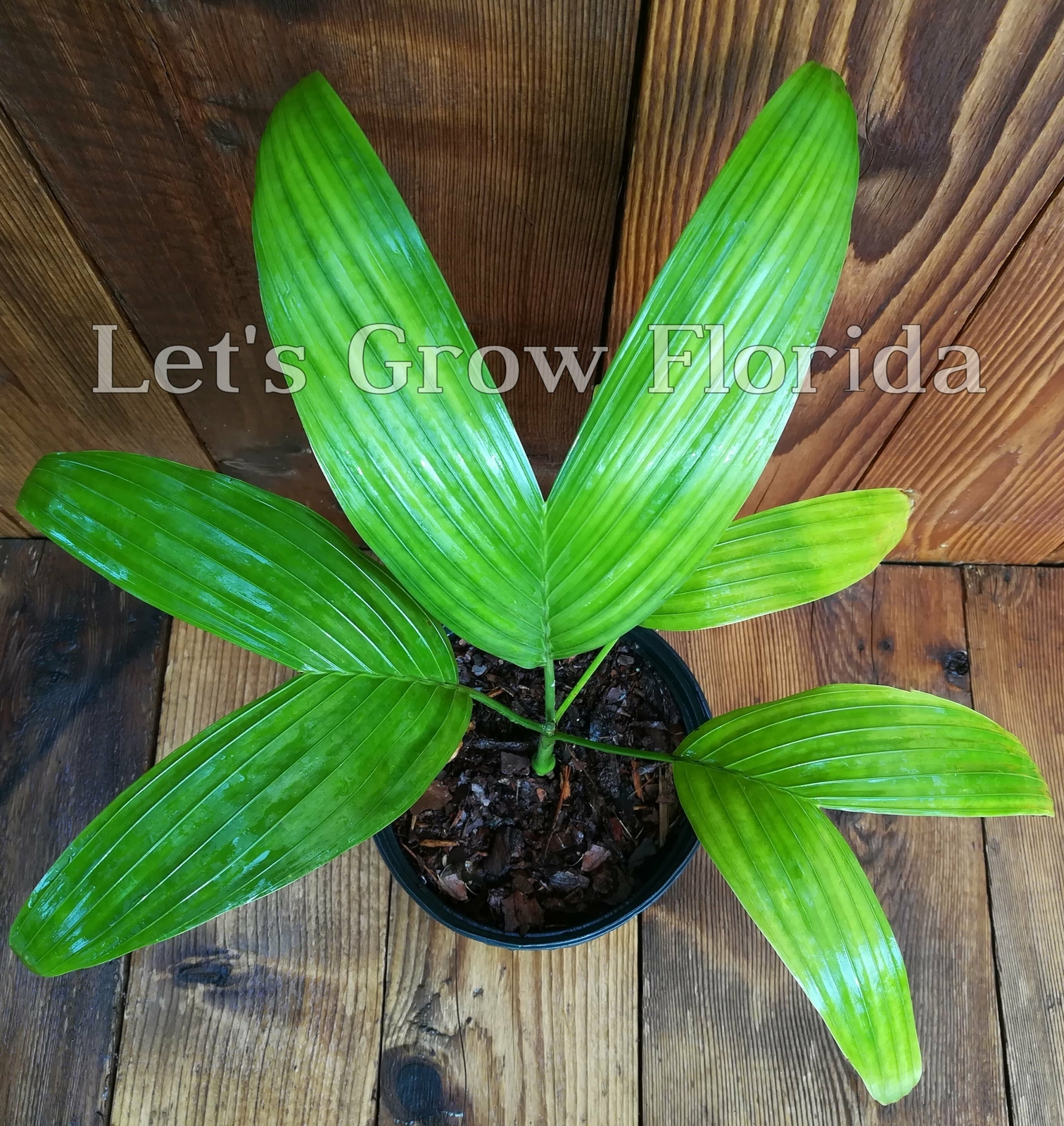 Areca triandra, “Perfume Palm Tree” | eBay