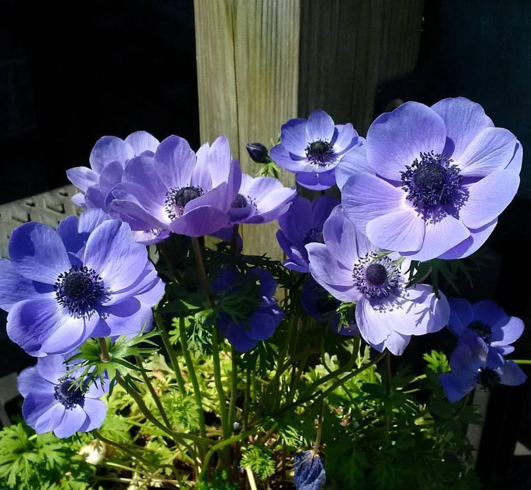 1-100 ANEMONE MR FOKKER (DE CAEN) BULBS BLUE IDEAL FOR ROCKERIES ...