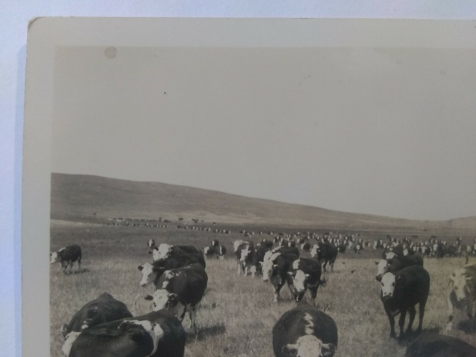Vintage RPPC, 3 and 4 year old steers Sibbett ranch. Hyannis, Nebraska ...