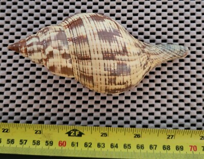 Real seashell, Banded Tulip Seashells | eBay