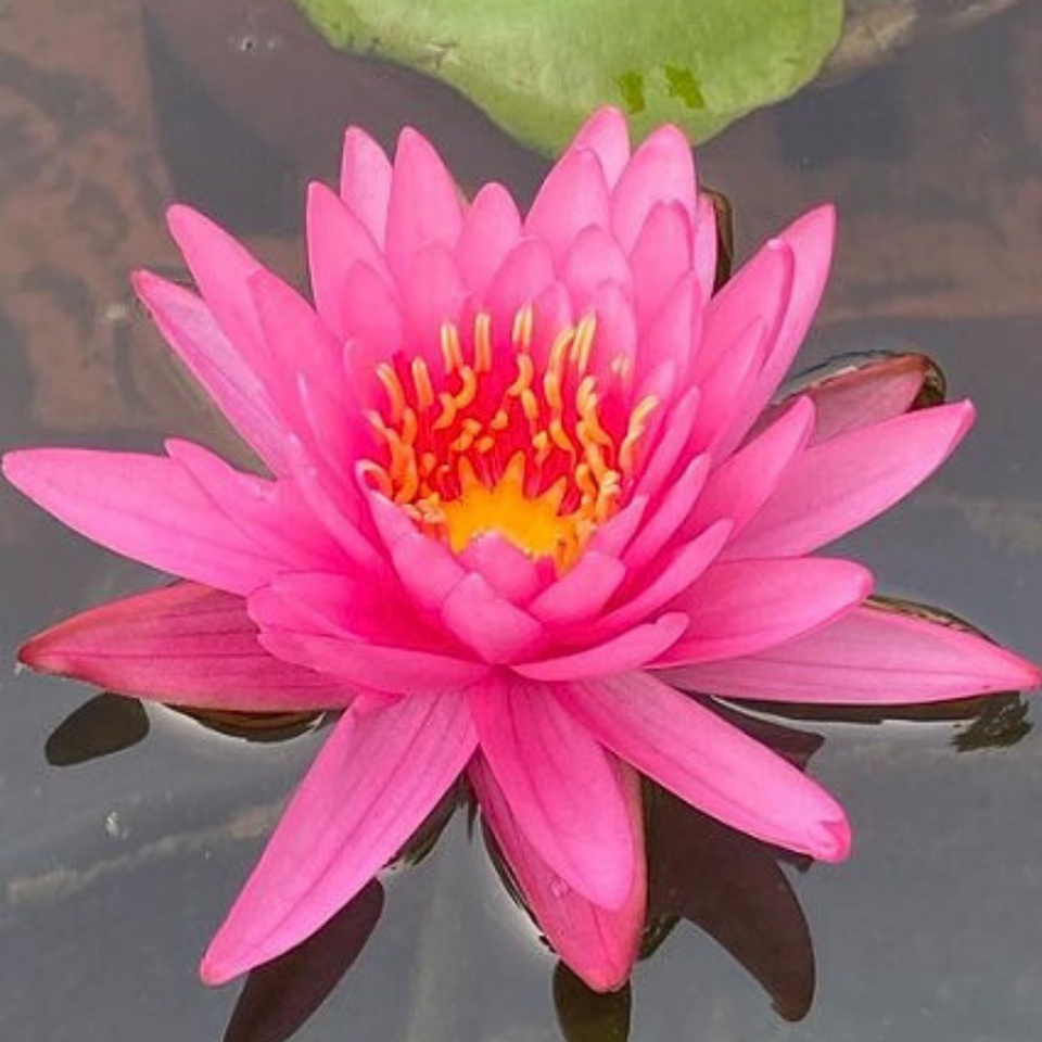 Mayla Red Hardy Waterlily Live Freshwater Plants Pond Decoration Flower ...