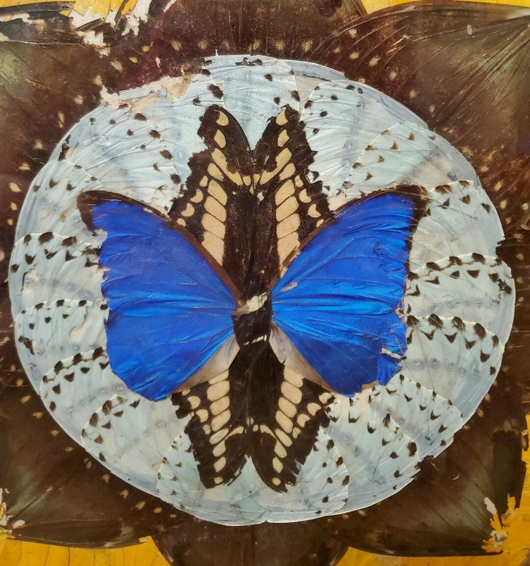 Butterfly Wings Designs