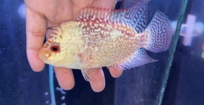 Female Golden Base X Kamfa Flowerhorn ( Laid Egg) | eBay
