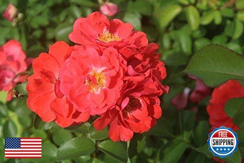 PERFECT PLANTS Coral Drift Rose Live Plant, 3 Gallon, Includes Care ...