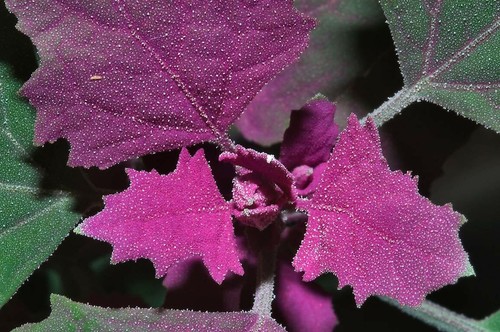 MAGENTA SPREEN TREE SPINACH ANCIENT FOOD PLANT EDIBLE HARDY ANNUAL 100 ...