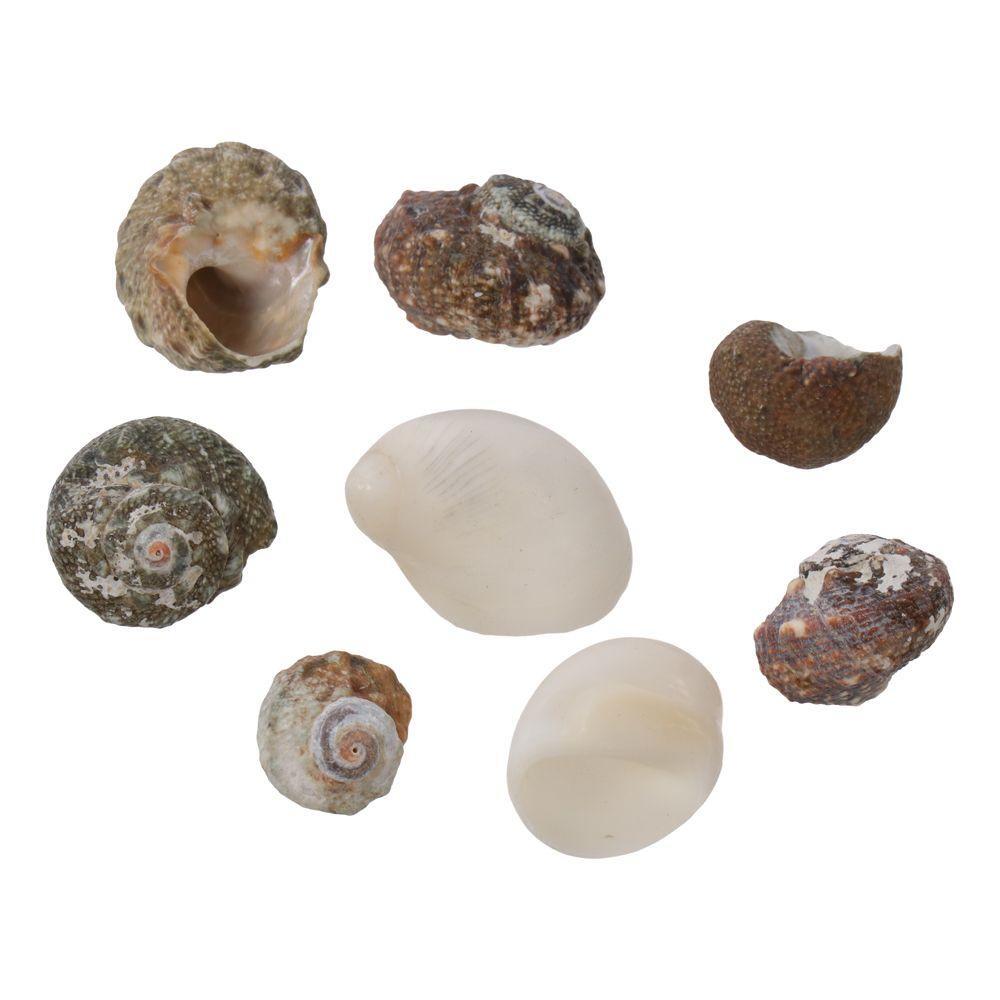 30PCS DIY Hermit Crab Shells Natural Sea Conch Conch Shell Conch Fish ...