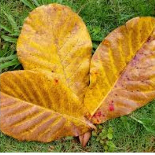 Dried Kottamba Leaves Terminalia catappa Ketapang For Aquarium Use ...