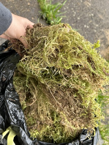 Living Moss - Fresh Sheet Moss Terrariums and Bonsai Fern Moss 2 Gallon ...