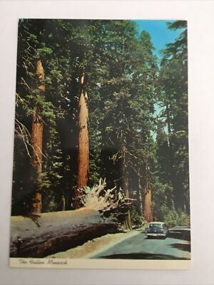 The Fallen Monarch In Mariposa Grove Yosemite National Park California ...