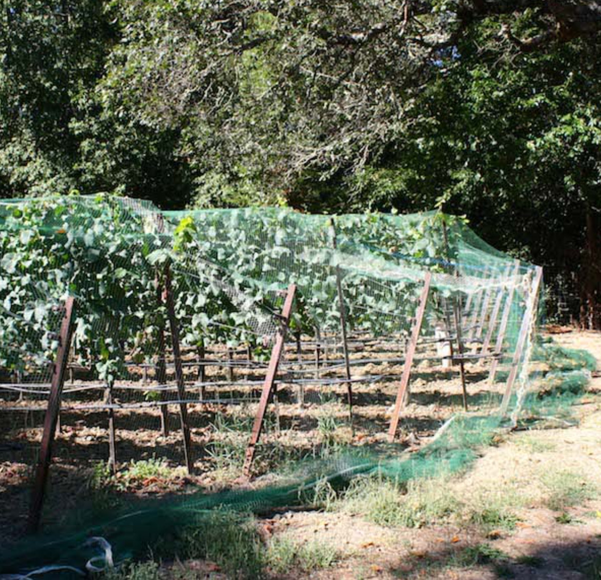 Vineyard Bird Netting