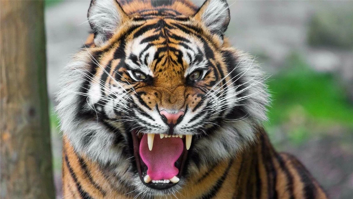 Angry Tigers Wallpapers Hd
