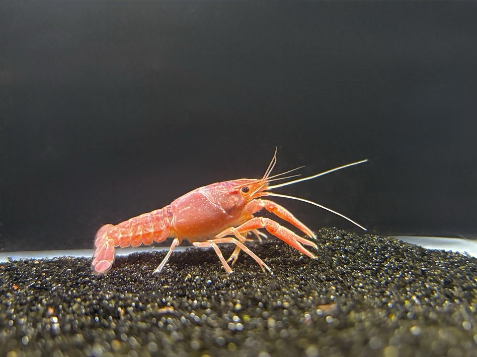 Live Pink Sakura Freshwater Crayfish (Procambarus Clarkii) | eBay