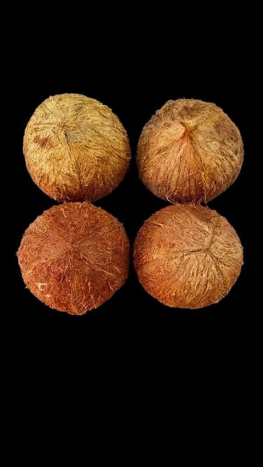 coconut shell 100% Natural Pure eco friendly ceylon coconut shell | eBay