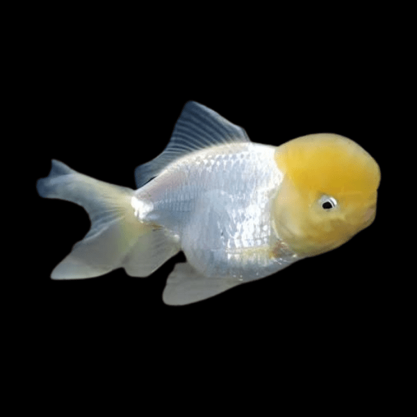 💛 White-Yellow Cap Oranda Fantail Goldfish 2"- 3" Live Fish for Pond | eBay