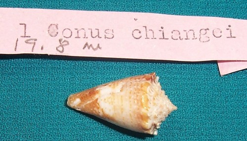19.9mm Conus (Stephanoconus) chiangi CHIANG'S CONE Shell, Seashell | eBay