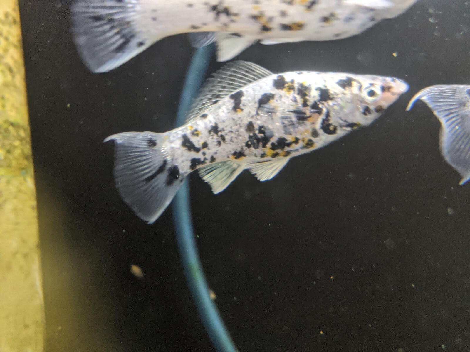 Dalmation Molly Fish