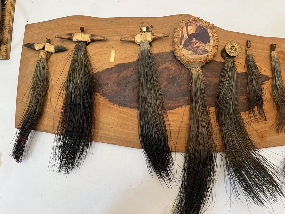 Amazing Eastern Wild Turkey Beard Beards Vintage Casings & Spur Live ...