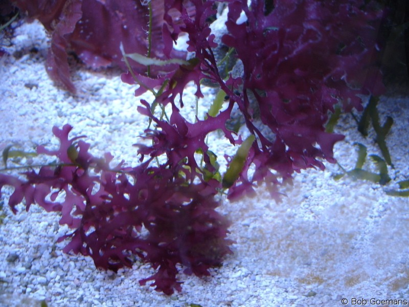 Rare Frag Purple Fauchea Macro Algae Marine Saltwater Plant Reef | eBay