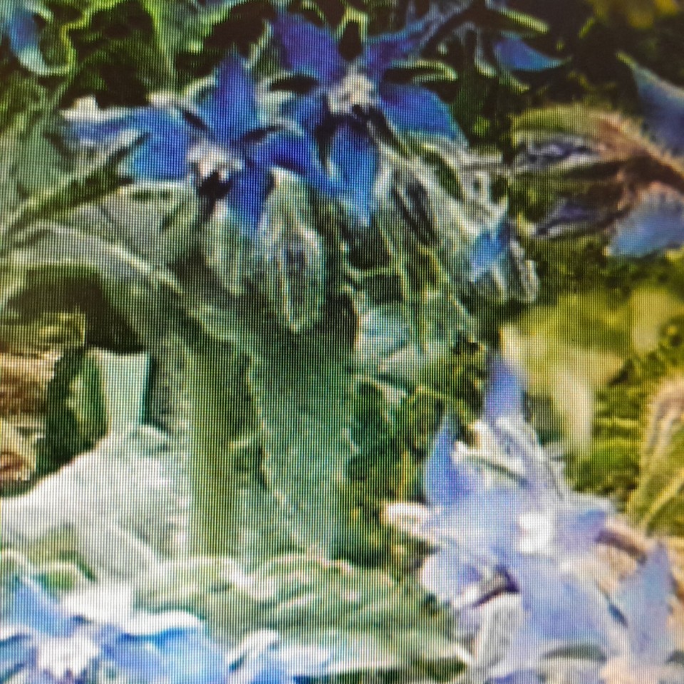3 medium blue annual Borage herb plants,,plant with space.bee loving. | eBay UK