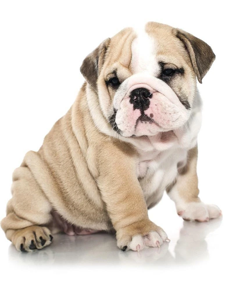 Muscular English Bulldogs