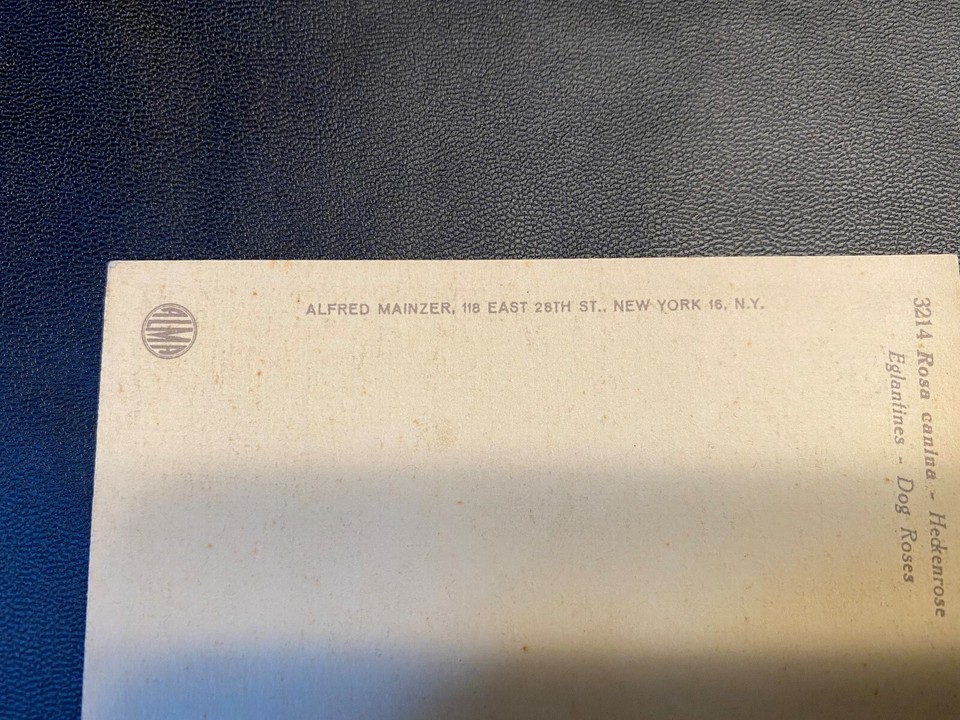 Vtg Rosa Canina Bontanical Post Card " Thor Gyger Number 3214 " NOS" | eBay