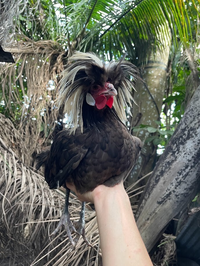 6 Rare Crested / Top Hat Chicken Hatching Egg Assortment, Shipped in ...