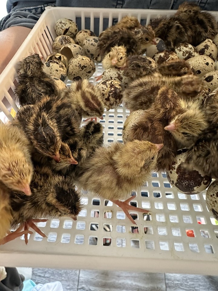 48 Sunset Mix Coturnix Quail Fertile Hatching Eggs, NPIP Certified Game ...