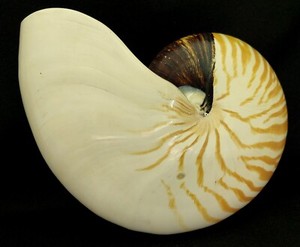 fossi.shell | eBay Stores