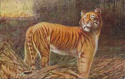 Wild Animals, Tiger by George Rankin, art style postcard, by Salmon ...