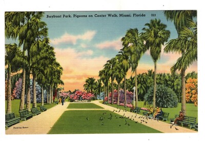 Miami Florida Bayfront Park Pigeons on Center Walk Vintage Postcard FL ...