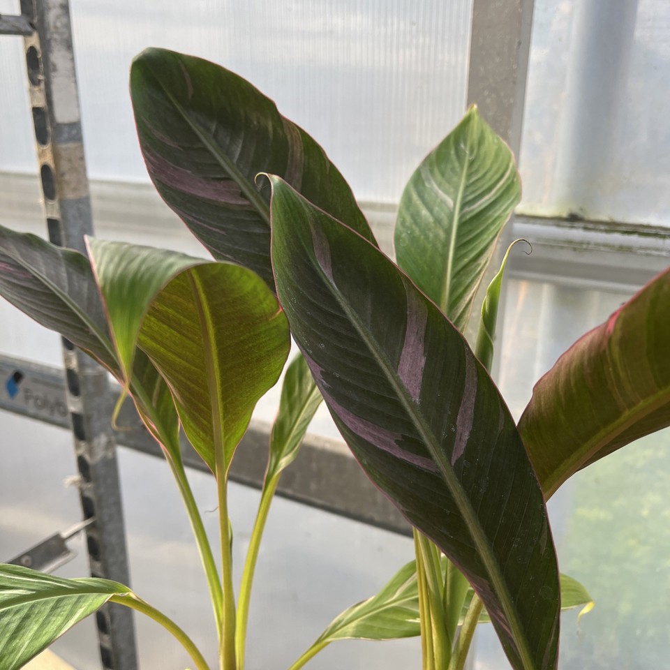 Musa Nono - Rare and exotic Pink variegated Banana 10.5cm pot 25cm Stem ...