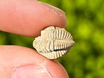 RARE Texas Fossil Trilobite Ditomopyge scitula Pennsylvanian Age Bug ...