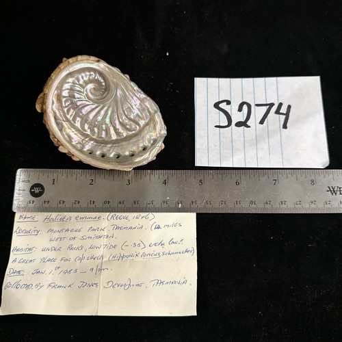 Seashell Haliotis Emmae Tasmania Australia 1983 82.55mm (S274) | eBay