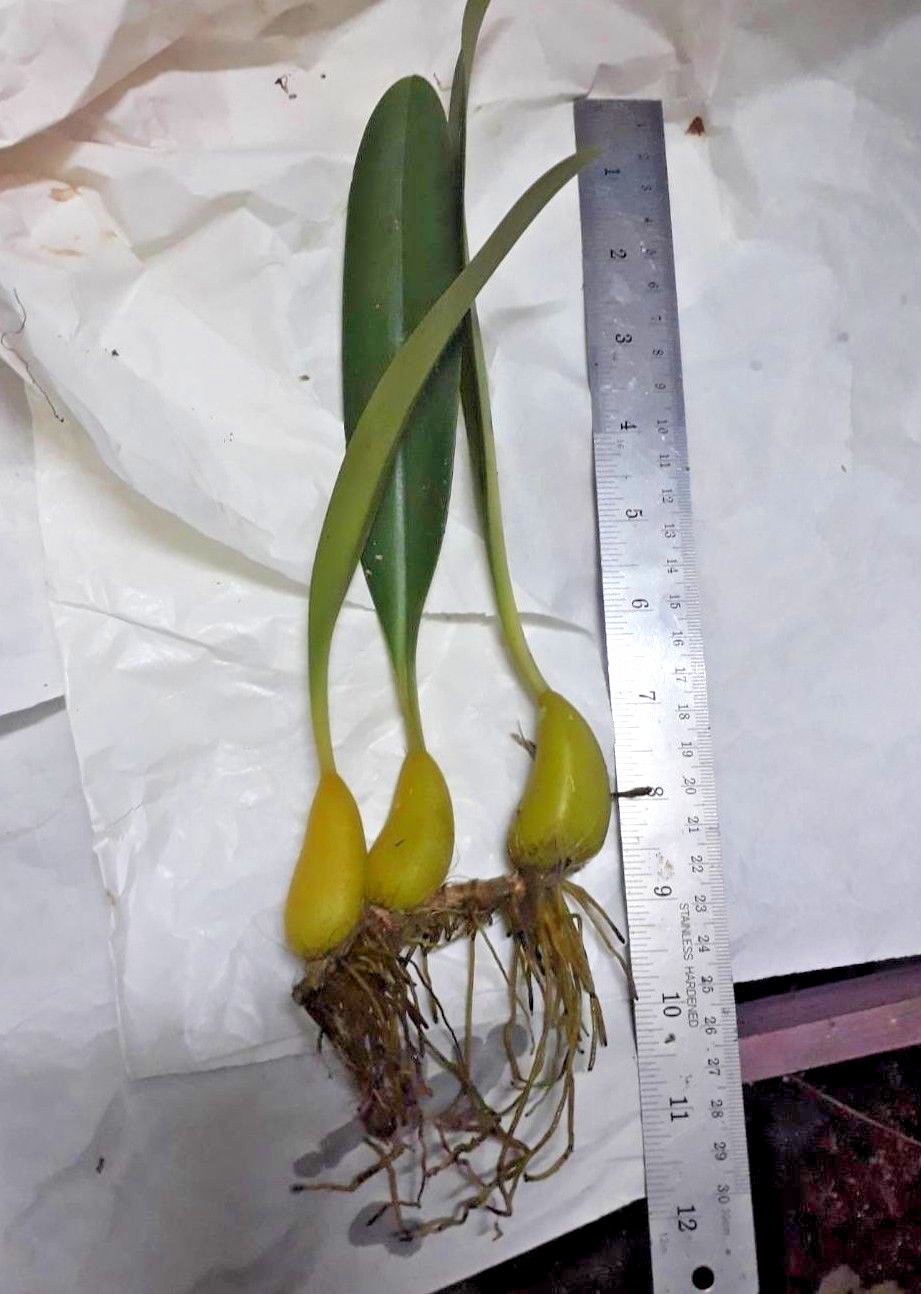 Bulbophyllum sumatranum orchid species plant BLOOM SIZE Thailand CITES ...