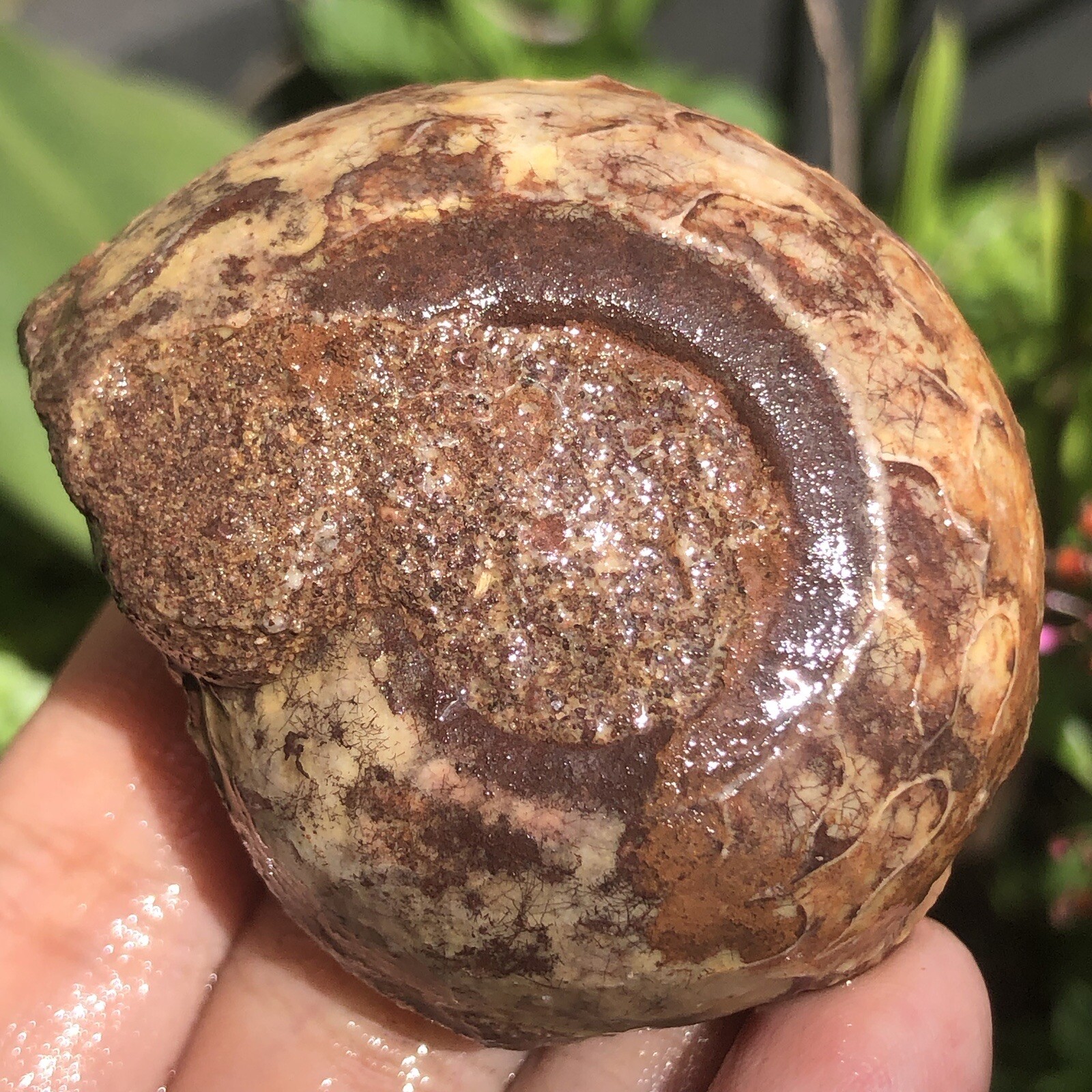 81gr Permian Ammonite Fossil Rough Mollusca from Timor Leste | eBay