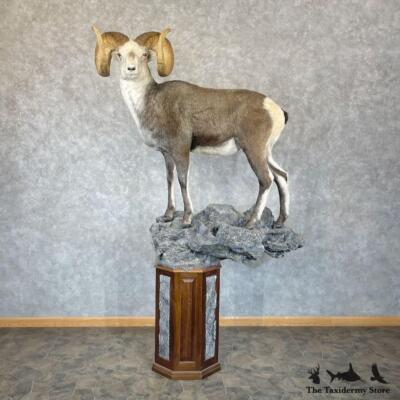 #28096 WC | Stone Sheep Life-Size Taxidermy Mount For Sale | eBay