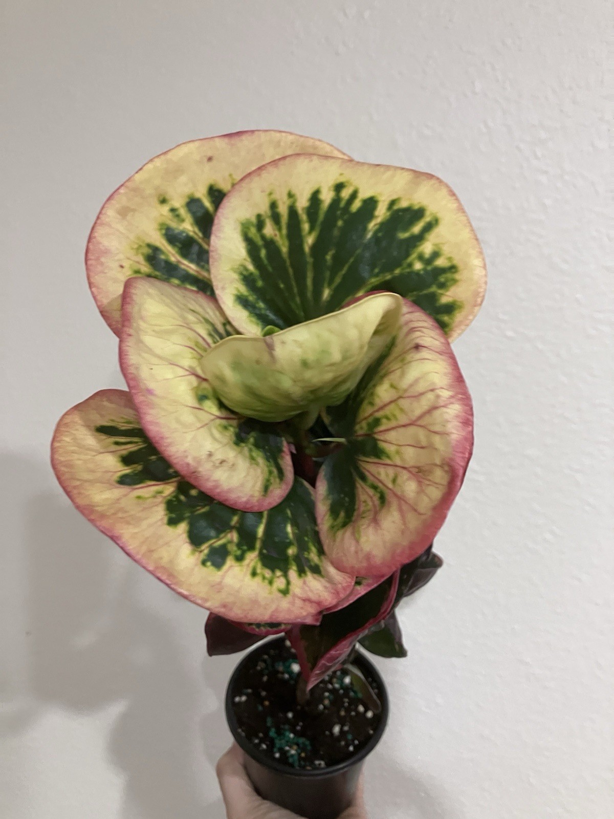 Croton Rose (Codiaeum Pictum) Live Plant - 4 Inch Pot | eBay